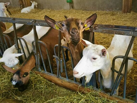 Groupe Alimentation Caprine - Idele.fr