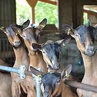 Bâtiment, biosécurité et santé des animaux