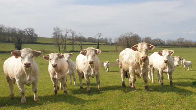 Institut de l'Élevage - Idele.fr
