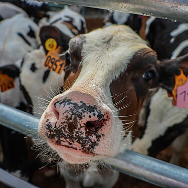 Institut de l'Élevage - Idele.fr