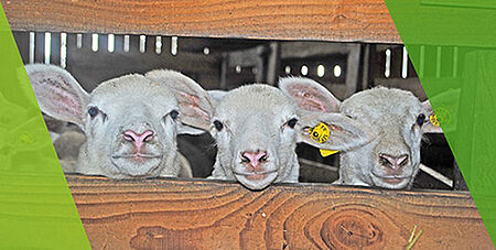 EQUIP'INNOVIN - Idele.fr