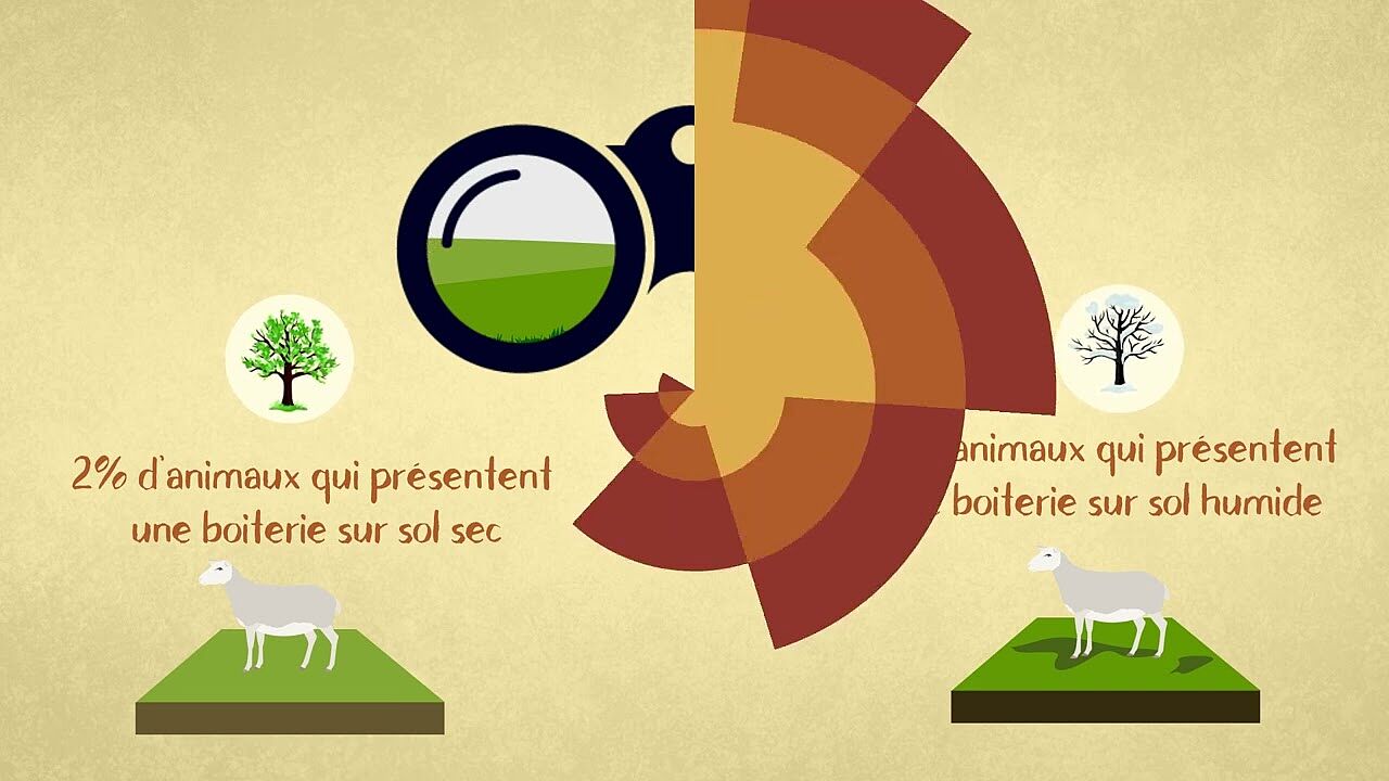 Des brebis sereines au pâturage à toutes les saisons